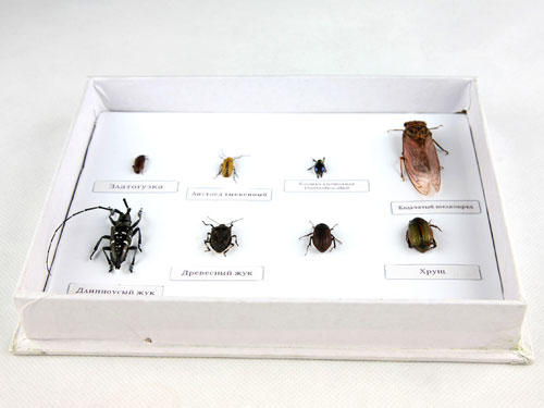 Harmful Forest Insects Collection manufacturers, Harmful Forest Insects ...