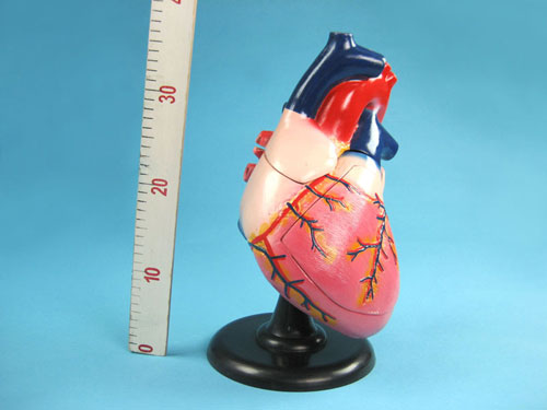 Anatomical Models, Anatomy Charts, Human Anatomy Model Manufacturer ...