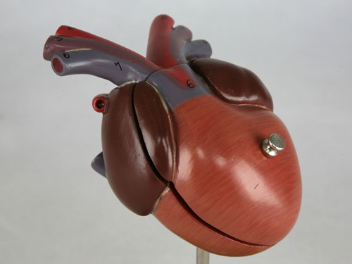 Frog Heart Model