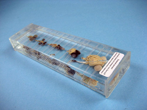 Comparative Collection of 5 Immersed Vertebrate Brain Specimens ...