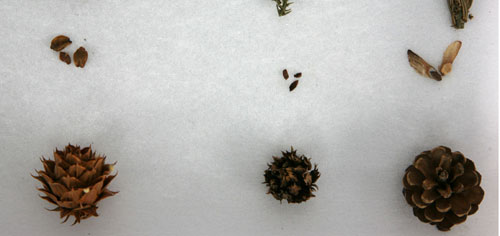 Pinales Tree Samples Herbarium - 5 Types manufacturers, Pinales Tree ...