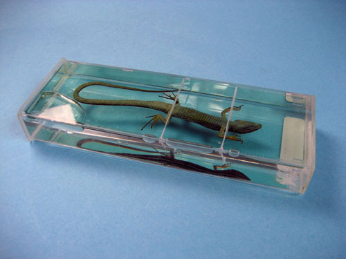 Lizard Specimen manufacturers, Lizard Specimen exporters, Lizard ...