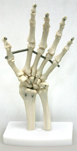 Hand Bone Model manufacturers, Hand Bone Model exporters, Hand Bone ...