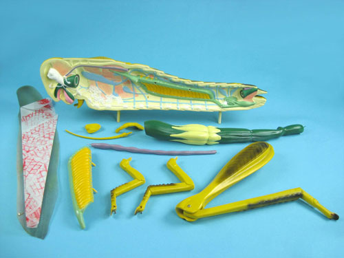 Locust Dissection Model manufacturers, Locust Dissection Model ...