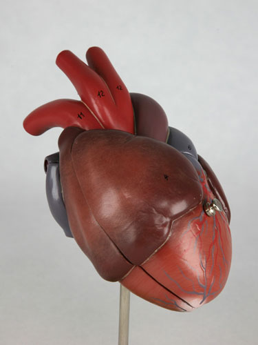 Crocodile Heart Model manufacturers, Crocodile Heart Model exporters ...