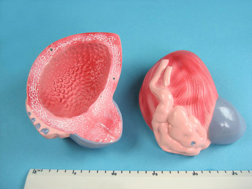 Model of the Urinary Bladder manufacturers, Model of the Urinary ...