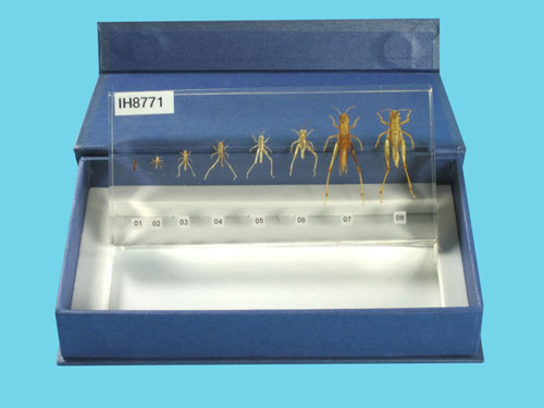 Resin Educational Specimen“The Life Cycle of a Grasshopper Collection ...
