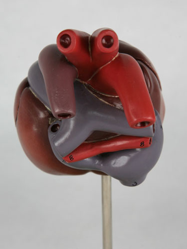 Crocodile Heart Model manufacturers, Crocodile Heart Model exporters ...