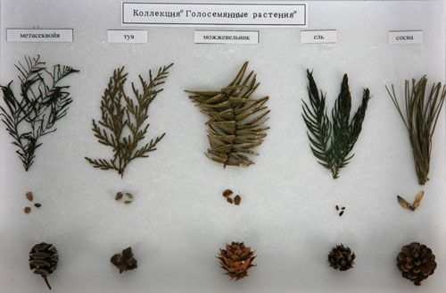 Pinales Tree Samples Herbarium - 5 Types manufacturers, Pinales Tree ...