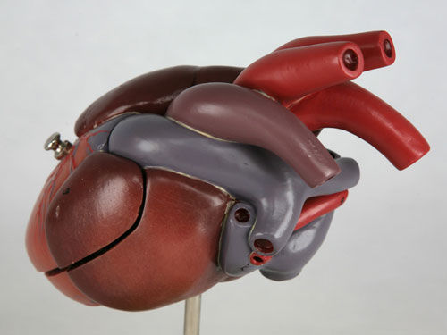 Crocodile Heart Model manufacturers, Crocodile Heart Model exporters ...