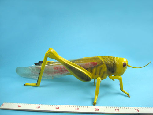 Locust Dissection Model manufacturers, Locust Dissection Model ...