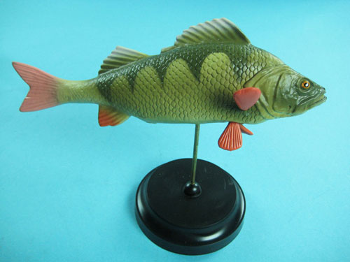 Vertebrate Model Set manufacturers, Vertebrate Model Set exporters ...