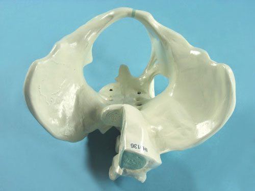 Male Pelvic Bones Model manufacturers, Male Pelvic Bones Model ...