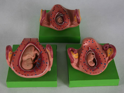 Anatomical Models, Anatomy Charts, Human Anatomy Model Manufacturer ...