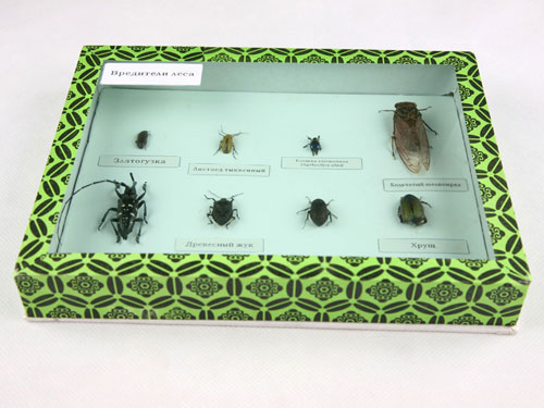 Harmful Forest Insects Collection manufacturers, Harmful Forest Insects ...