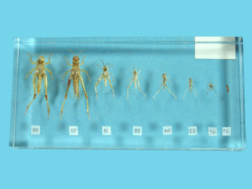 Resin Educational Specimen“The Life Cycle of a Grasshopper Collection ...