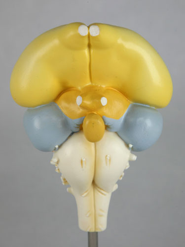 Pigeon Brain Model manufacturers, Pigeon Brain Model exporters, Pigeon ...