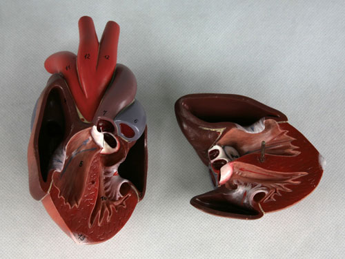 Crocodile Heart Model manufacturers, Crocodile Heart Model exporters ...