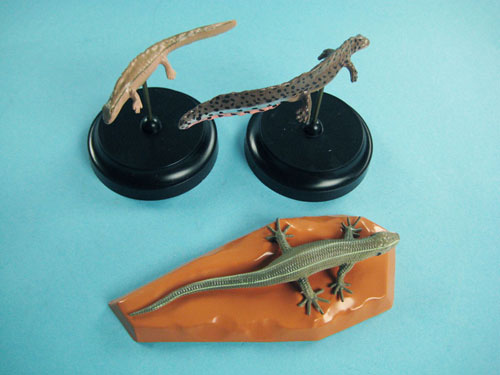 Vertebrate Model Set manufacturers, Vertebrate Model Set exporters ...