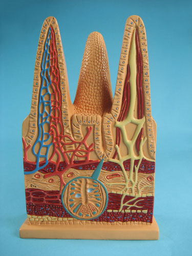 Intestinal Villi Structure Model manufacturers, Intestinal Villi ...