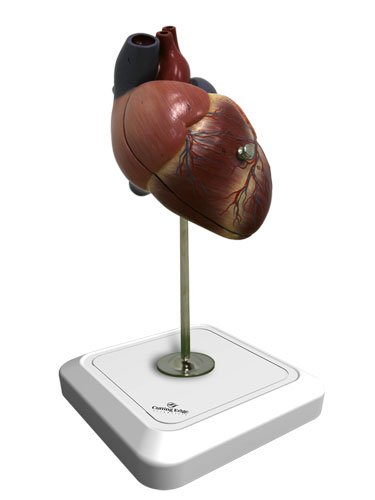 Dog Heart Model manufacturers, Dog Heart Model exporters, Dog Heart ...