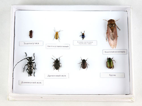 Harmful Forest Insects Collection manufacturers, Harmful Forest Insects ...