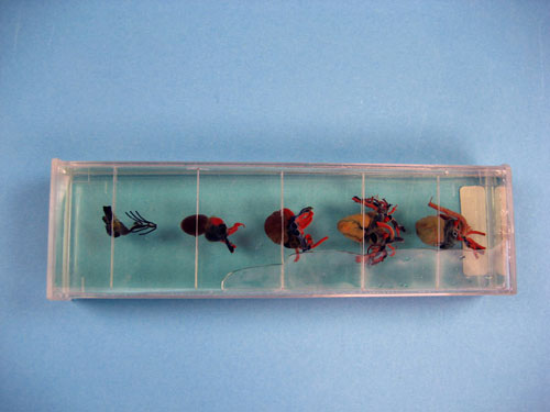 Comparative Collection of 5 Immersed Vertebrate Heart Specimens ...