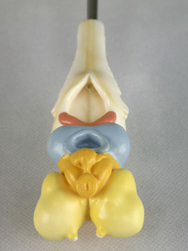 Shark (dogfish) Brain Model manufacturers, Shark (dogfish) Brain Model ...