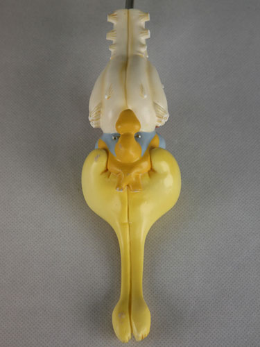 Alligator Brain Model manufacturers, Alligator Brain Model exporters ...