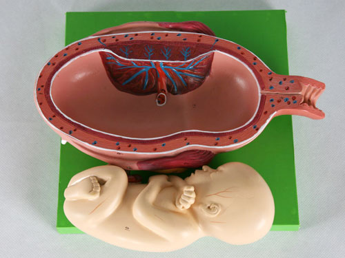 Anatomical Models, Anatomy Charts, Human Anatomy Model Manufacturer ...