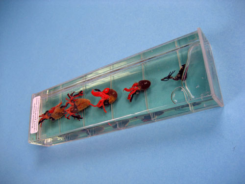 Comparative Collection of 5 Immersed Vertebrate Heart Specimens ...