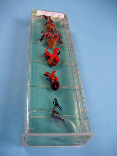 Comparative Collection of 5 Immersed Vertebrate Heart Specimens ...