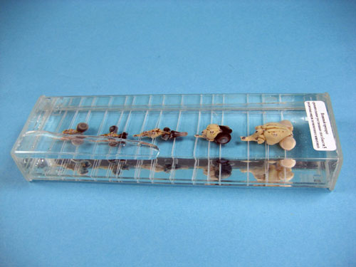 Comparative Collection of 5 Immersed Vertebrate Brain Specimens ...