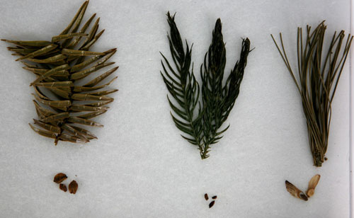 Pinales Tree Samples Herbarium - 5 Types manufacturers, Pinales Tree ...
