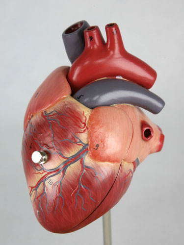 Dog Heart Model manufacturers, Dog Heart Model exporters, Dog Heart ...