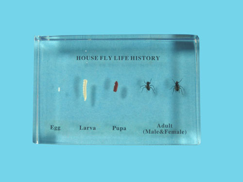 Resin Educational Specimen“The Life Cycle of a Fly Collection ...